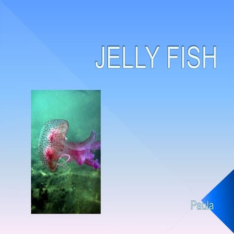 Jelly fish | PPT
