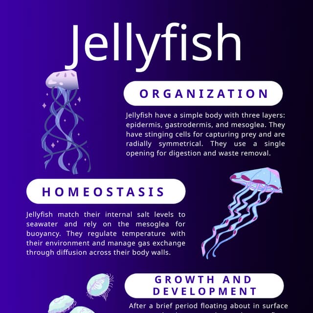 Jellyfish Infographic | PPTX