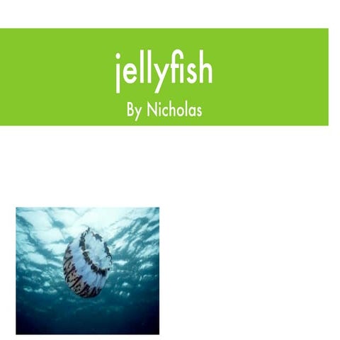 Jellyfish | PPT
