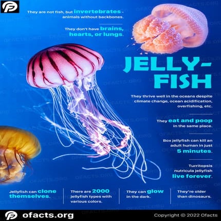 Jellyfish fact infographic | PDF