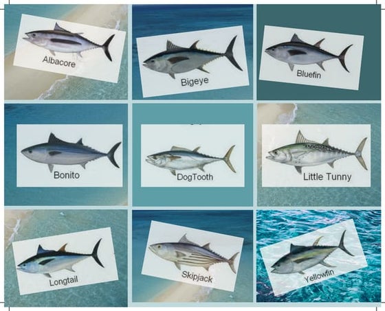 Chokotei, What Is It? | PDF