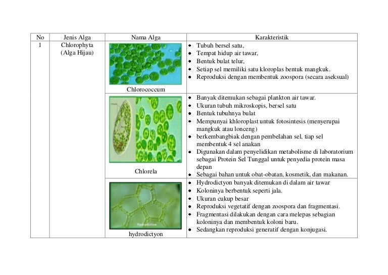 biologi Jenis alga