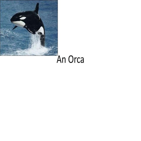 Orcas | PPTX