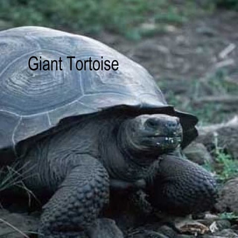 Giant Tortoise | PPT | Reptiles | Pets