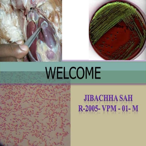PATHOGENICITY AND ANTIBIOTIC SENSITIVITY OF ESCHERICHIA COLI ISOLATED ...