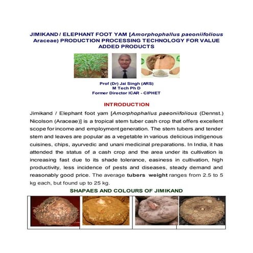 JIMIKAND / ELEPHANT FOOT YAM [Amorphophallus paeoniifolious Araceae ...