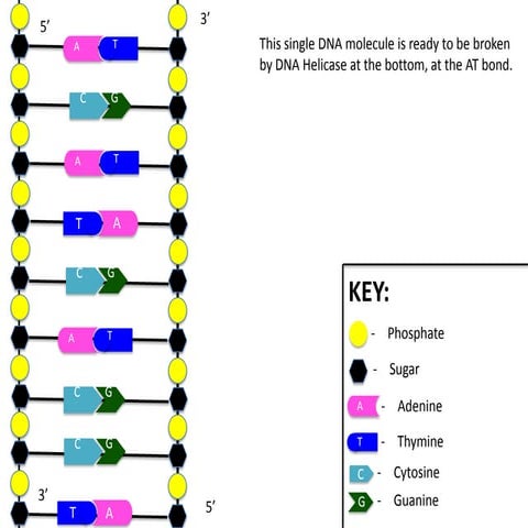 Jimmy carrier dna | PPT