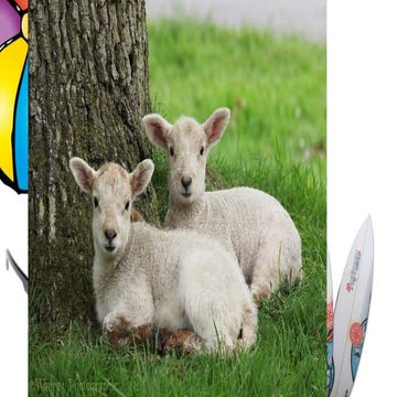 Jimmy corcoran | PPTX