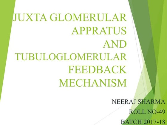 Juxtaglomerular apparatus (The Guyton and Hall physiology) | PPT