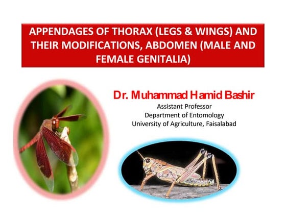 Insect Leg Structure And Modifications Ppt