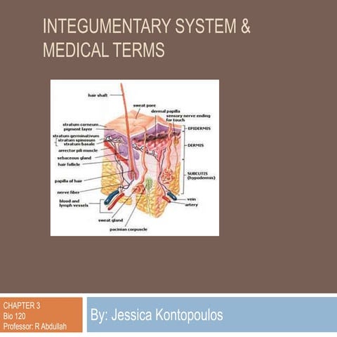 The Integumentary System - Medical Terminology | PPTX