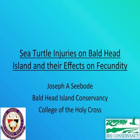Sea Turtle Injuries on Bald Head Island and their Effects on Fecundity ...