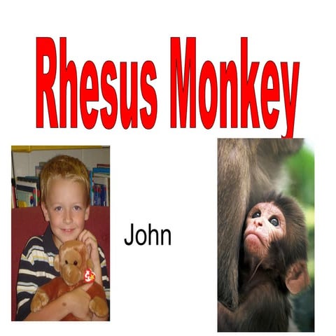 Rhesus Monkey | PPT