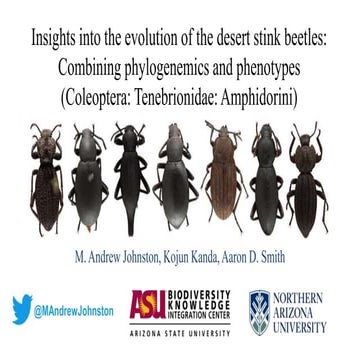 Insights into the evolution of the desert stink beetles | PPT