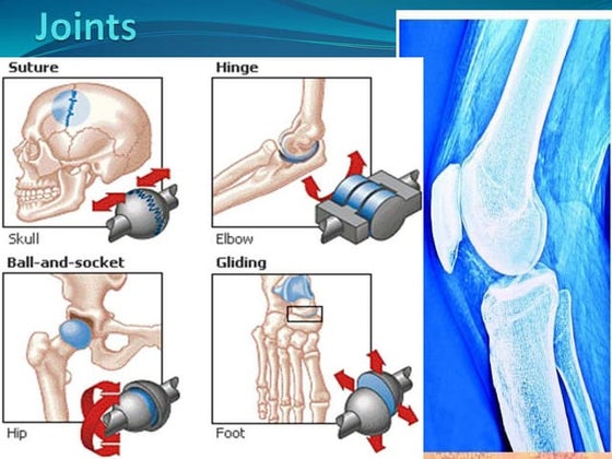 Joints | PPTX | Death, Injury, or Military Conflict | Sensitive Topics