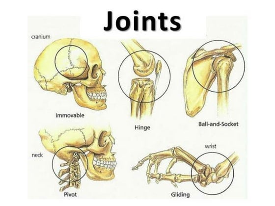 Type of Joints - Structural and functional classification - types of ...