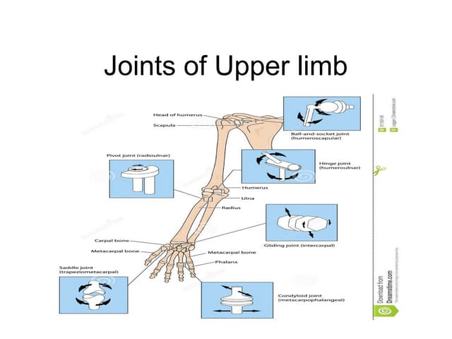 Joints of upper limb | PPTX