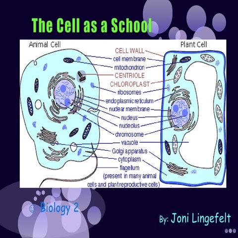 A Cell Is Like A School[1]
