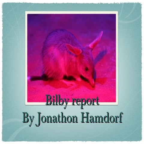 Jonny's bilby report | PPT