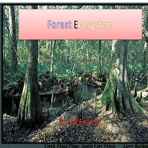 Jordan Ecosystem | PPTX