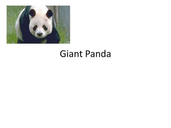 Giant panda! | PPTX | Large Animals | Pets