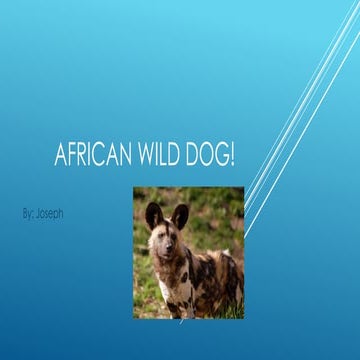 African Wild Dog! | PPTX