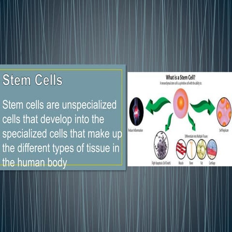 Stem Cell Migration | PPT
