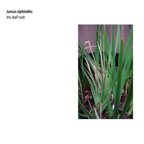 Juncus xiphioides web show | PDF