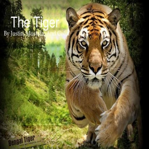Justin and mustafa and collin final animal ppt | PPT