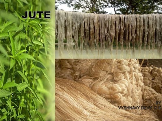 RETTING PROCESS IN JUTE | PPTX