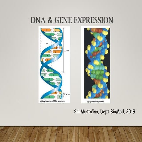 HOW PROTEIN IS MADE USING INFORMATIONS FROM DNA? | PDF