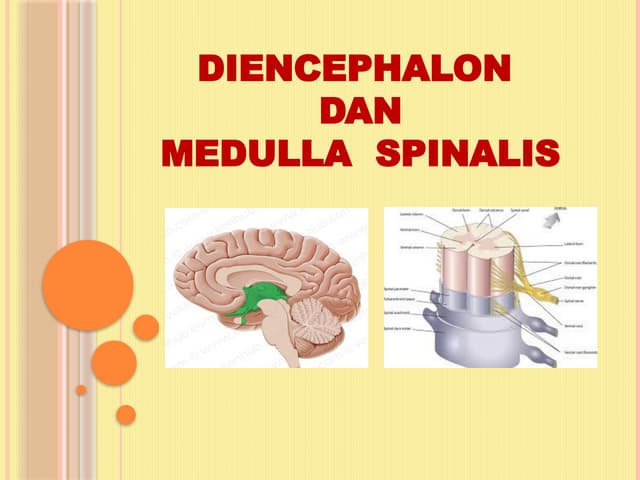 Fisiologi motorik (piramidal dan ekstrapiramidal) | PDF