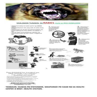 Kaalaman tungkol sa rabies mula sa rhu | DOCX