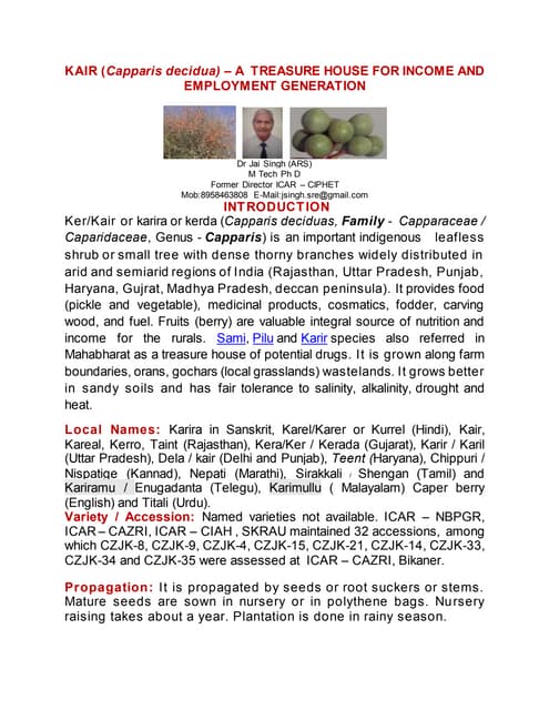 Coriander Production and Processing Technology | DOCX