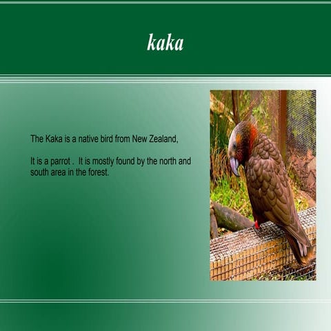 Kaka, By Brenda | PPT