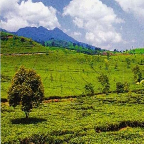 Kalender eksekutif pemandangan alam indonesia | PPTX