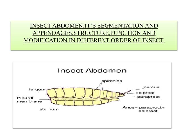 Insect legs and it's modifications | PDF