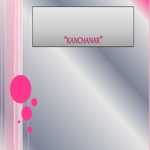 3. kanchnara is a medium sized tree. It has many therapeutic uses | PPTX