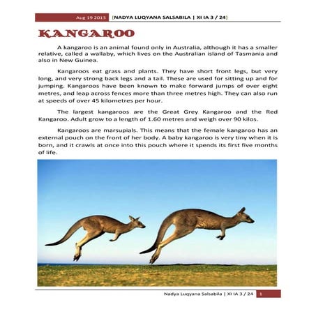 REPORT TEXT EXAMPLE: Kangaroo | DOCX