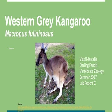 Kangaroo presentation (1) | PPTX | Reptiles | Pets