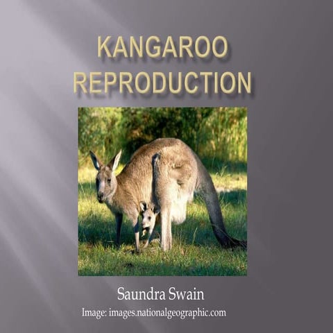 Kangaroo Reproduction | PPTX