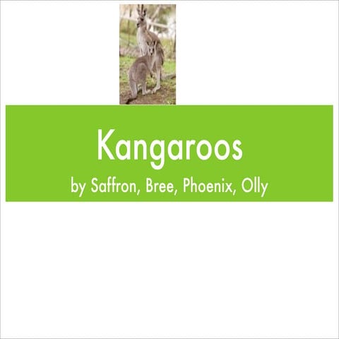 Kangaroos | PPT