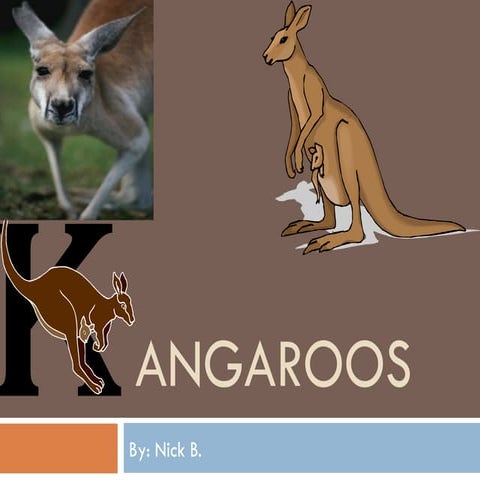 Kangaroos | PPT