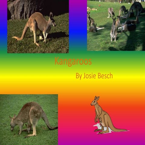 REPORT TEXT EXAMPLE: Kangaroo | DOCX