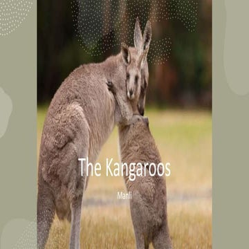 REPORT TEXT EXAMPLE: Kangaroo | DOCX