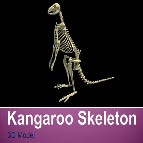 Kangaroo Skeleton | PPT