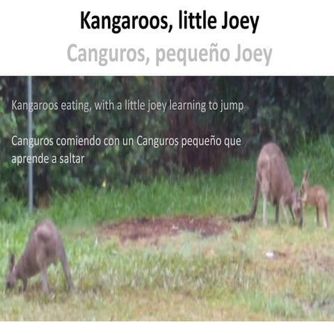 Kangaroos, little joey, baby kangaroo - Canguros, bebé canguro | PPTX