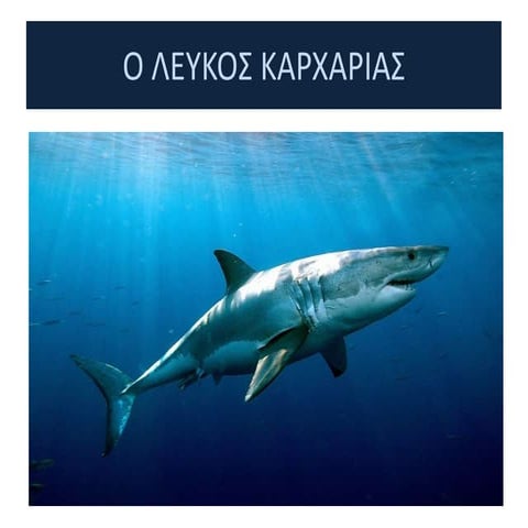 Καρχαριες !!!.pdf