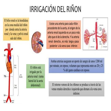 Irrigación Del Riñon Pptx