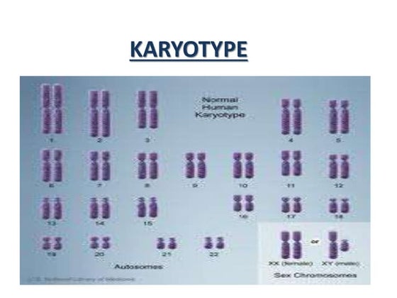Genomic in situ Hybridization | PPTX | Genetics | Science